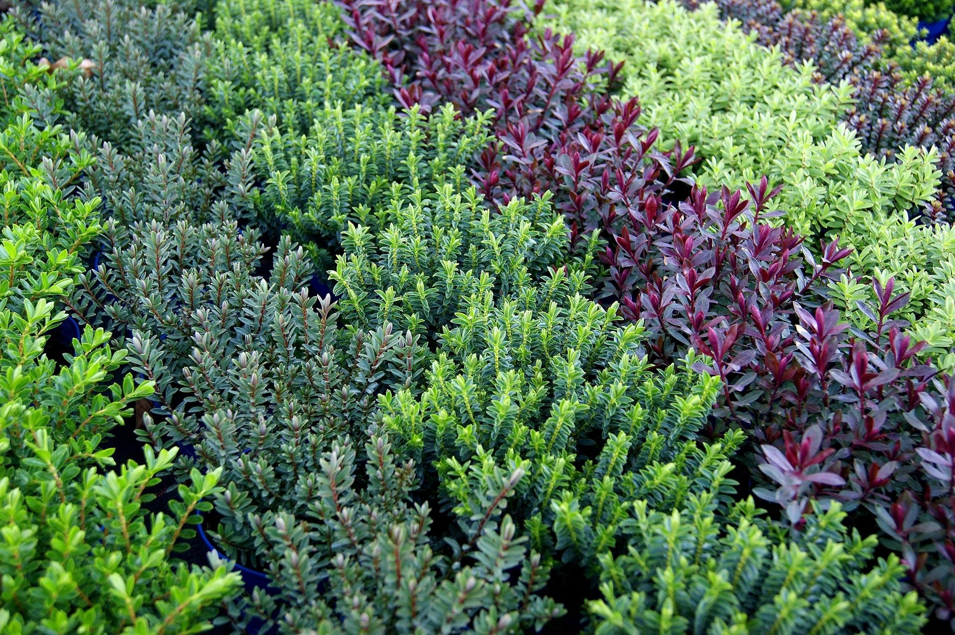 Planting Hebes To Border Your Garden – Life Without Internet